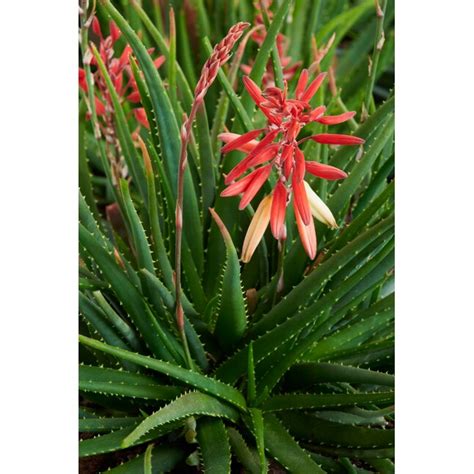 Monrovia 10 Pack Safari Sunrise Aloe In 26 Quart Pot In The