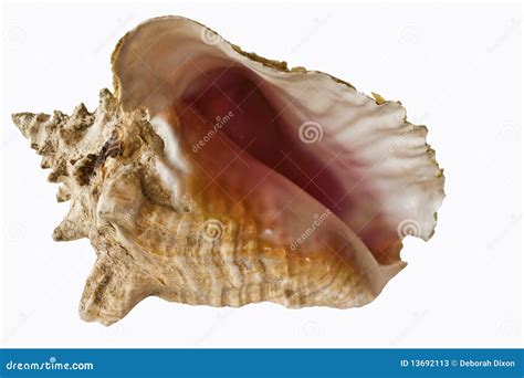 Conch Shell Stock Image Image Of Isolate Shell Decorative 13692113
