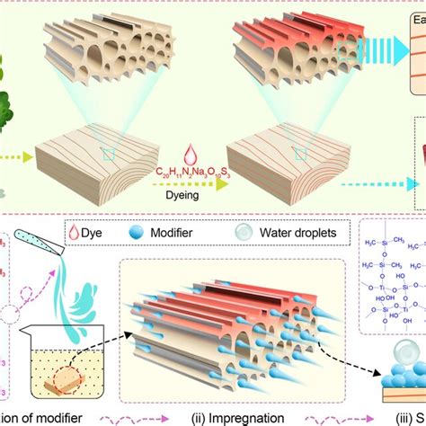 Schematic Representation Of The Bionic Fabrication Of Functional Download Scientific Diagram