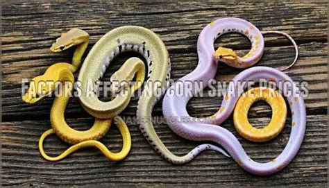 Corn Snake Morphs For Sale Stunning Colors And Patterns Await