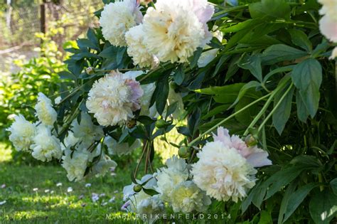 Mari Pildid Pojengid