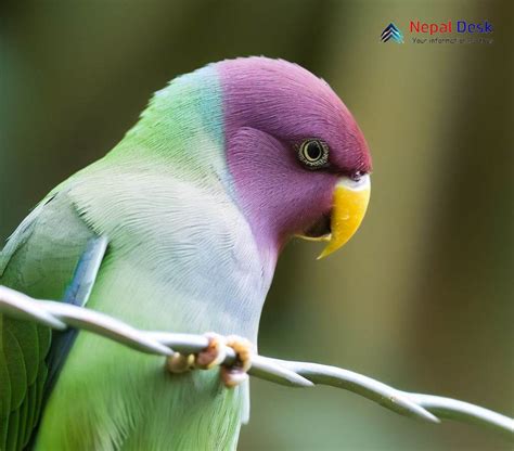 Plum Headed Parakeet Jewel Toned Avian Beauty Nepal Desk