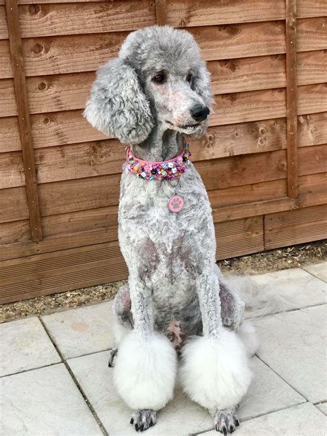 Silver Standard Poodle Puppies