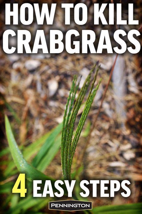 How To Kill Crabgrass And Prevent It From Returning Artofit