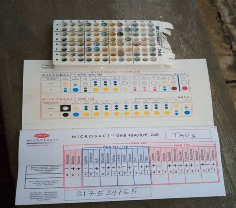 Used Microbact™ 24e Test Strip With Its Report Form Download Scientific Diagram