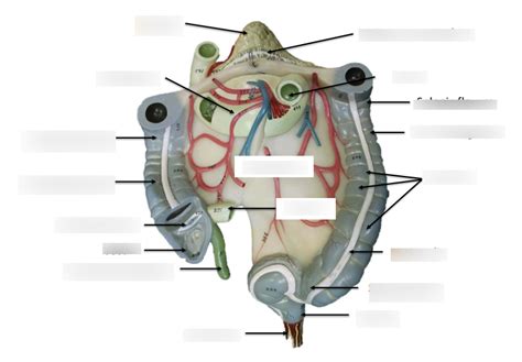 Digestive Tract Model For Practical Diagram Quizlet