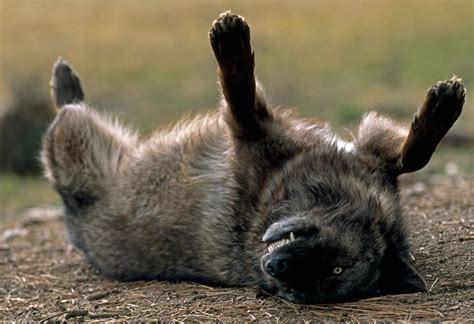 The Language Of Wolves Living With Wolves