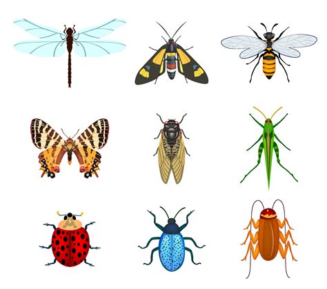 Картинки Насекомых Рисунки — Картинки фотографии