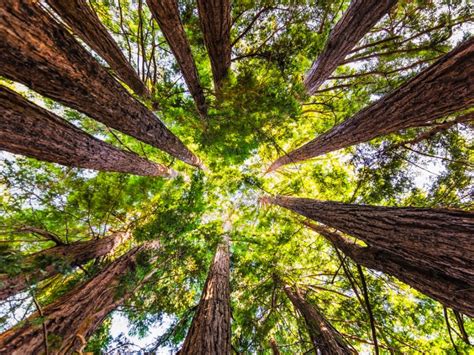 Best Trees For Carbon Capture And Combating Climate Change