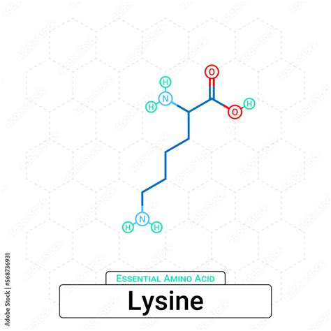 Lysine Chemical Structure Essential Amino Acid Organic Molecules Functional Side Chain