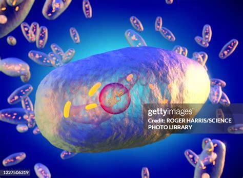 Bordetella Pertussis Under A Microscope