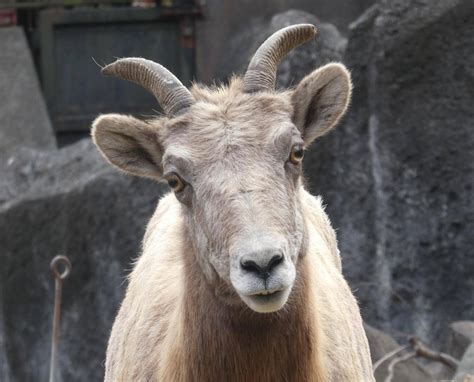 角に注目！！～メス編1～オオきなツノのヒツジの日記｜ブログ金沢動物園公式サイト｜公益財団法人 横浜市緑の協会