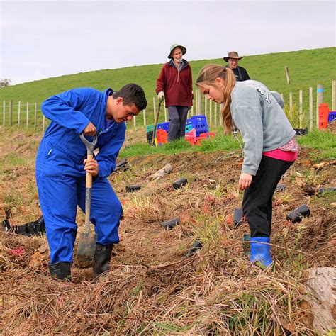 Titoki • Tānes Tree Trust