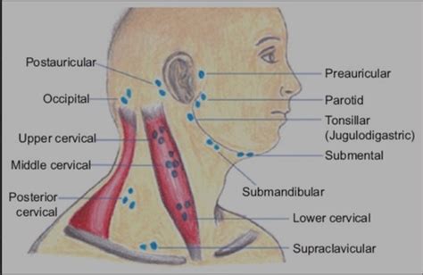 Palpable Superficial Lymph Nodes On The Head And Neck Flashcards Quizlet