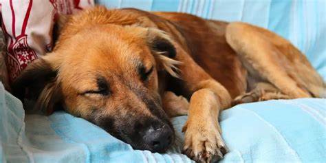 Enlarged Liver In Dogs Symptoms Cause And Treatments City Pet Hospital