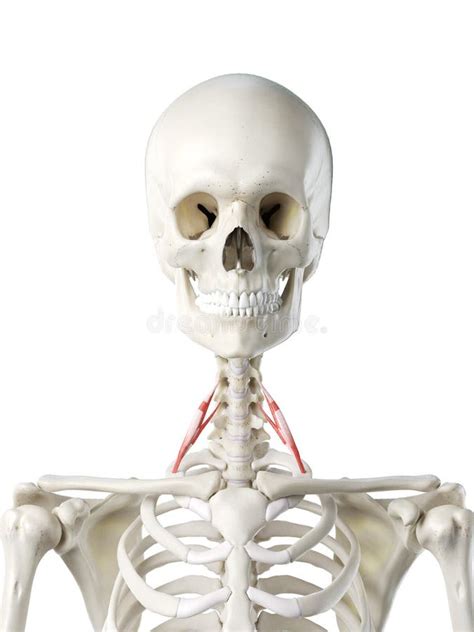 A Females Anterior Scalene Stock Illustration Illustration Of Anterior 145658057