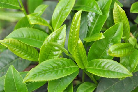 新鲜的茶叶图片 新鲜的嫩绿色茶叶素材 高清图片 摄影照片 寻图免费打包下载