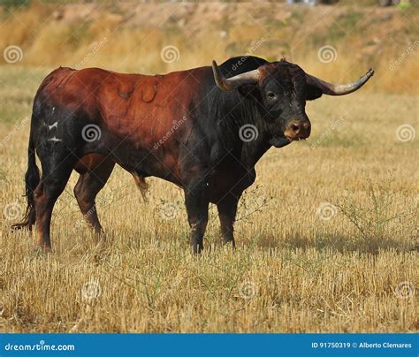 Toro Imagen De Archivo Imagen De Tauromaquia Claxones 91750319