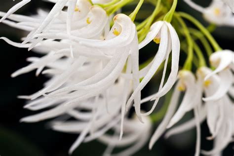 Native Australian Succulents Complete Guide Ultimate Backyard