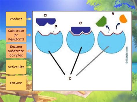 Enzyme Label Labelled Diagram