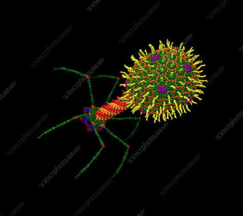 T2 Bacteriophage Computer Model Stock Image C0551047 Science