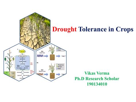 Drought Tolerance In Crops Pptx