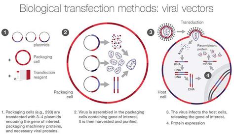 Transfection Types Methods And Efficiency