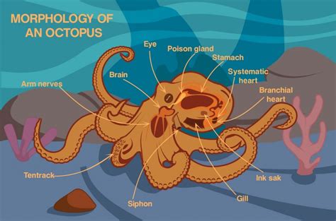 Octopus Anatomy Heart
