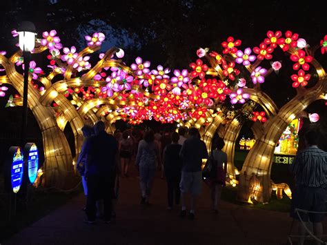무료 이미지 나무 빛 밤 군중 아시아 사람 칸델라 중국말 빨간 공원 정원 자두 크리스마스 장식 제전 식물원 체리 매화 크리스마스 조명 벚꽃