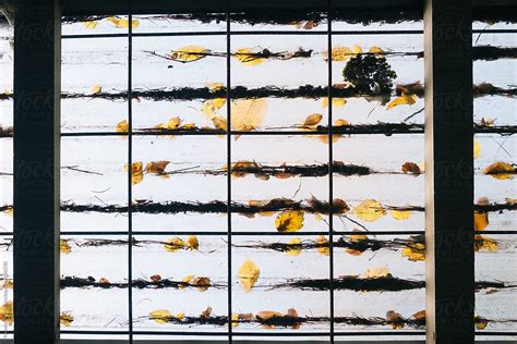 Looking Up In The Garden Shed At Fallen Autumn Leaves By Stocksy Contributor Rowena Naylor