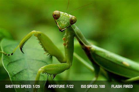 Insect Macro Photography Photographing Insects Choosing A Macro Lens
