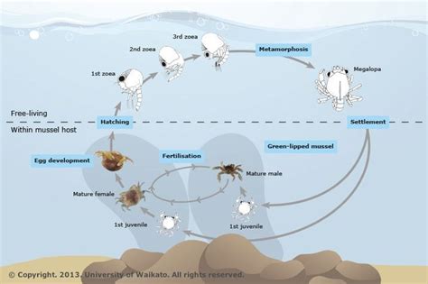 Life Cycle Of A Crab Life Cycle Of A Crab🦀 Not Scale Accurate