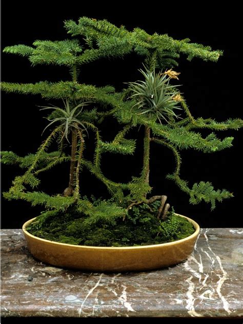 Mesquite Bonsai Captions Beautiful