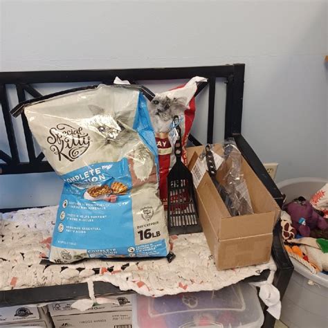 Joan Eckstein On Linkedin Feralcatsneedlovetoo