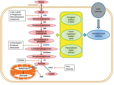 Glycolysis Pathway Kinetic Modelling Of The Cellular Metabolic