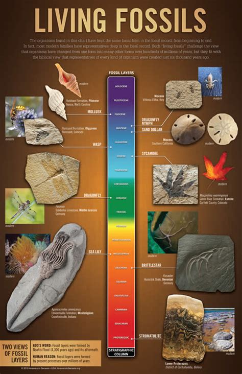 Fossil Chart Ponasa