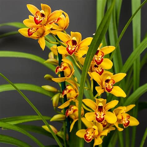 Jual Bunga Anggrek Tanah Kuning Dewasa Tanaman Hias Anggrek Cymbidium