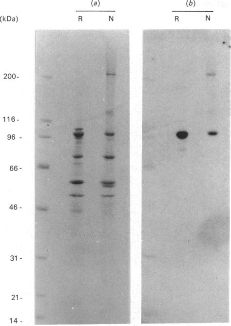 effect of treating hdl binding proteins with the disulphide reducing