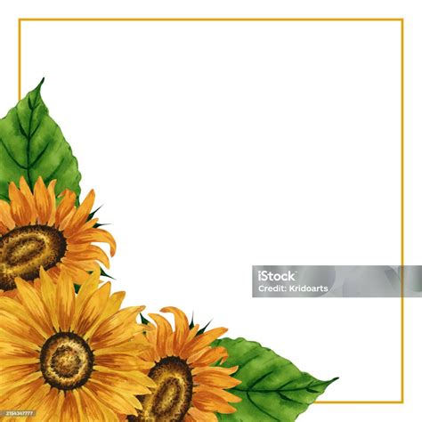 수채화 해바라기 코너 프레임입니다 노란색 꽃이 있는 사각형 프레임입니다 여름 꽃 구성 가을의 꽃꽂이 손으로 그린 식물 그림입니다 엽서 초대장 로고를 위한 디자인 요소 잎에