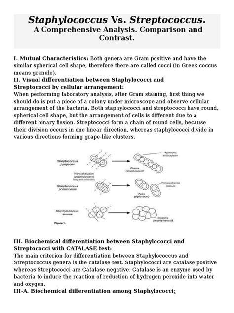 Staphylococcus Vsstreptococcus Staphylococcus Streptococcus