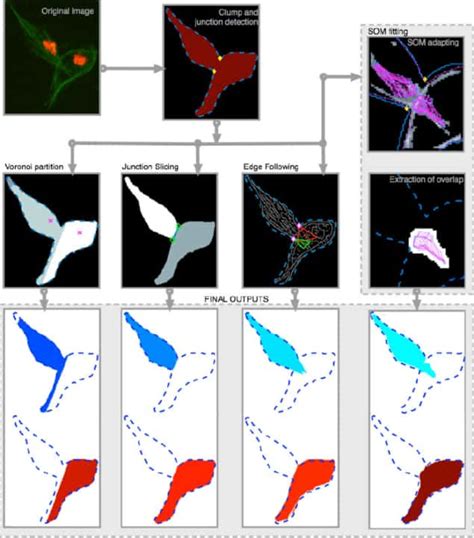 automatic image algorithm separates overlapping cells physics world
