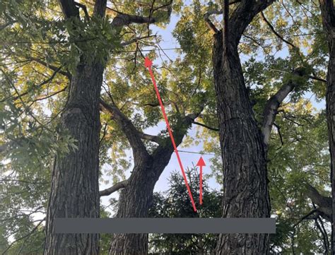 Tree Risk Assessment All Season Tree Service