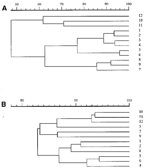 dendrogram representing genetic similarity of polymerase chain