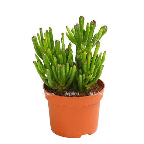 Крассула Овата Хоббит купить в Москве с доставкой в интернет магазине Pilea