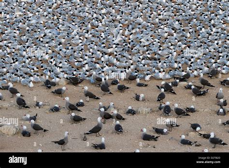 Elegant Tern And Heermanns Gull Breeding Colony Isla Rasa Gulf Of