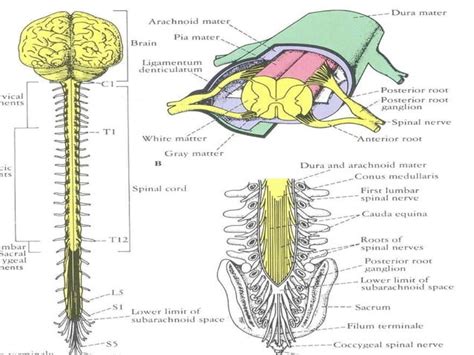 Localization In Clinical Neurology Ppt