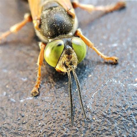 Tachytes Distinctus Bugguide Net