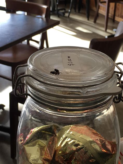 Two Flies Having Sex On A Cookie Jar Rmildlyinteresting