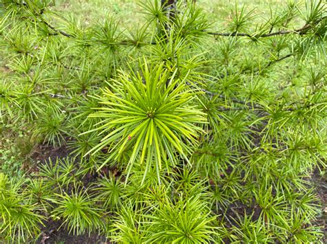 Gardens Of Love Steven Auerbach The Marthas Vineyard Times