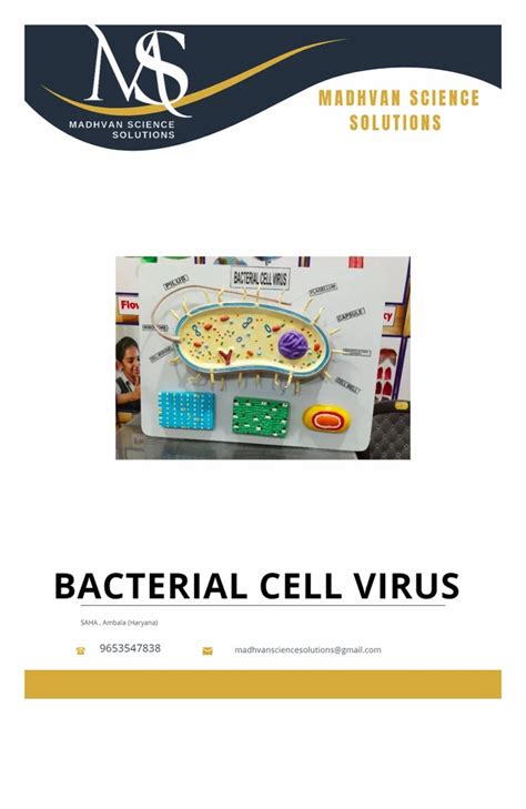 School Pvc Bacterial Cell Virus For Laboratory At ₹ 450piece In Ambala